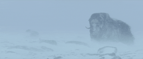 Cold GIF - Find & Share on GIPHY