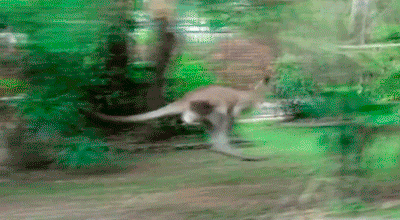 Kangaroo GIF - Find & Share on GIPHY