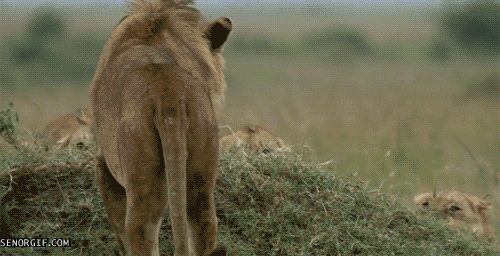 Lion GIF - Find & Share on GIPHY
