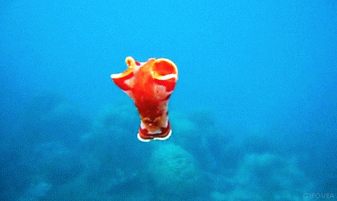 Sea Slugs GIFs on Giphy