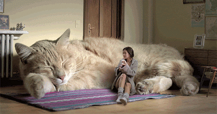 Big Cat GIF - Find & Share on GIPHY