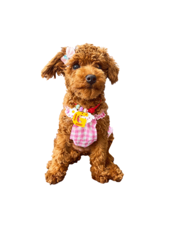 Poodle Sticker by PUPPY PET for iOS & Android | GIPHY