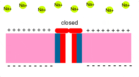 Action Potential GIFs - Find & Share on GIPHY