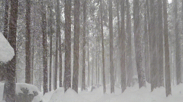 Day Forest GIF - Find & Share on GIPHY