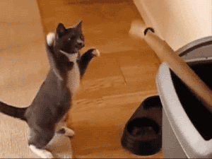 Cat Boxing Gif