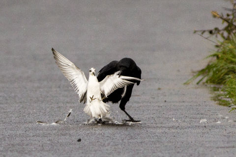 Crows are awesome! > General Discussion > AR15.COM