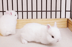 Rabbit GIF - Find & Share on GIPHY