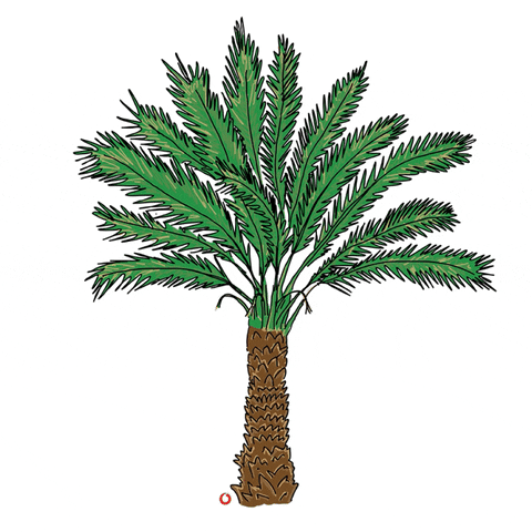 Palm Tree GIF by Vodafone Oman - Find & Share on GIPHY