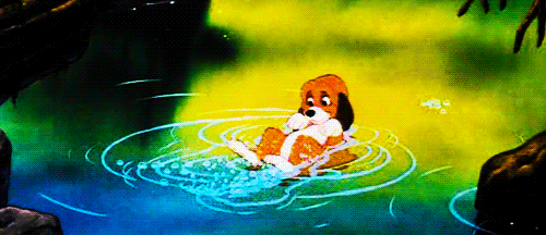 Robin Hood Fox Find And Share On Giphy